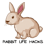 What Are Male Rabbits Called? - Rabbit Life Hack