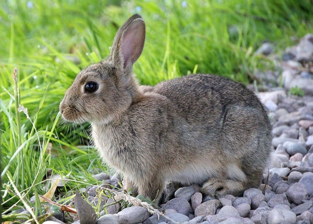 Where Is Rabbit Live? Understanding Their Natural Habitat And Behavior