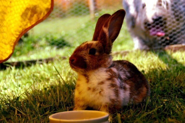 The Difference Between A Rabbit And A Jackrabbit - Rabbit Life Hack
