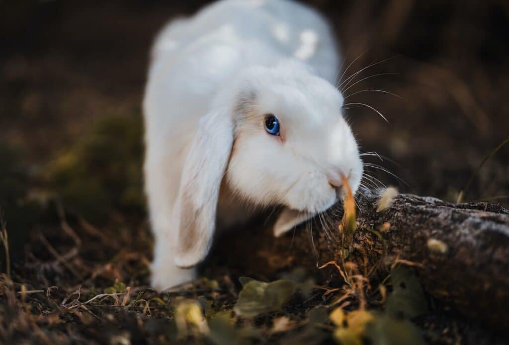 17 Rarest Rabbit Breeds And What Makes Them So Special - Rabbit Life Hack