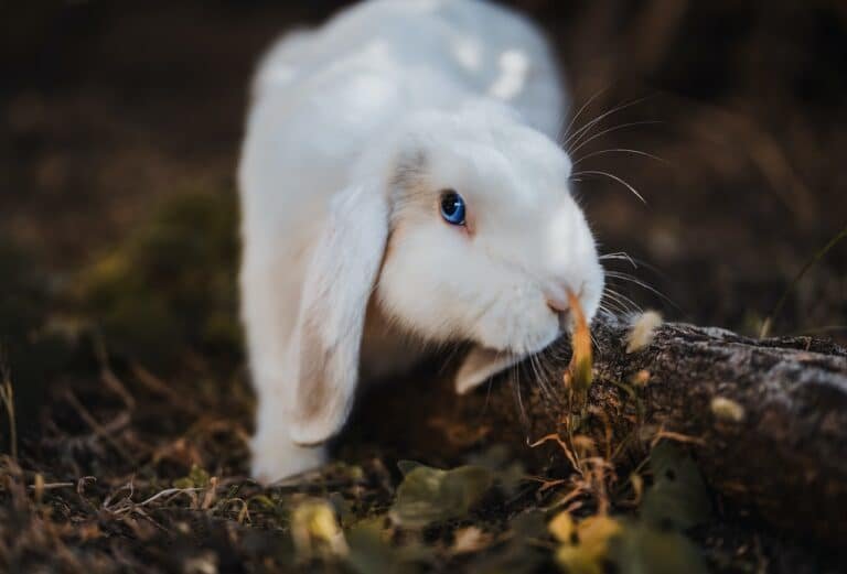 Understanding Rabbit Behavior In The Wild: Insights And Intricacies ...