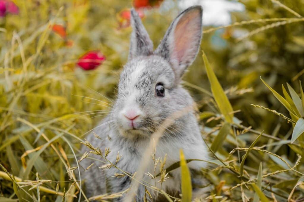 Understanding Rabbit Behavior In The Wild: Insights And Intricacies - Rabbit Life Hack
